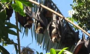 Forest Flying – Finch Hatton Flying Fox & Campsite